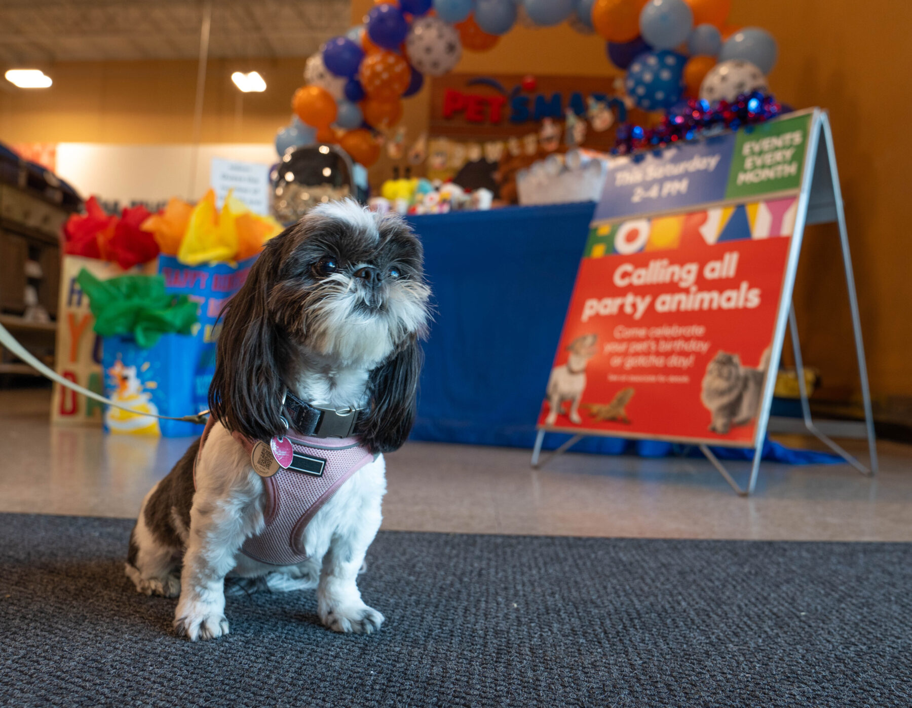 Free Pet Samples, Freebies, Food, & Toys! • Hey, It’s Free!