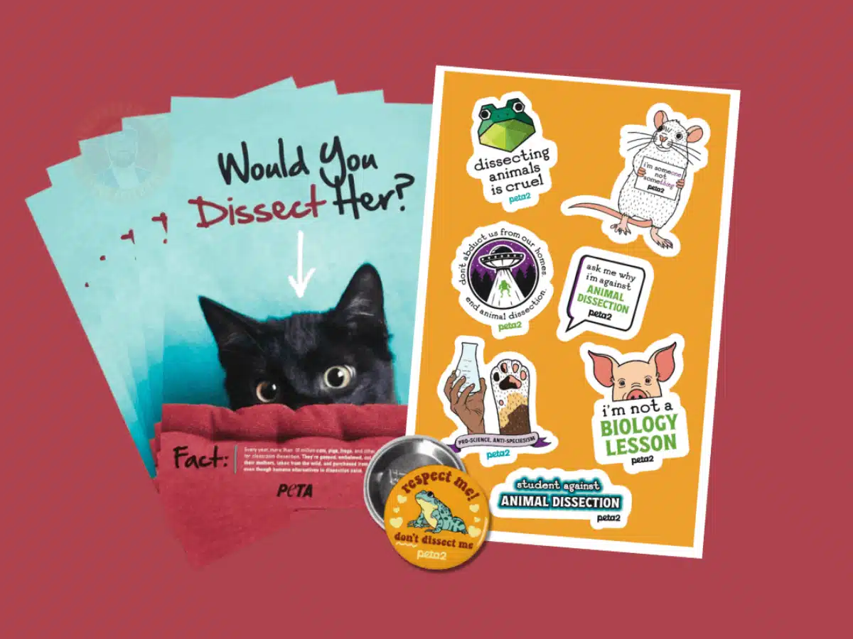 Free PETA End Animal Dissection Stickers • Hey, It’s Free!